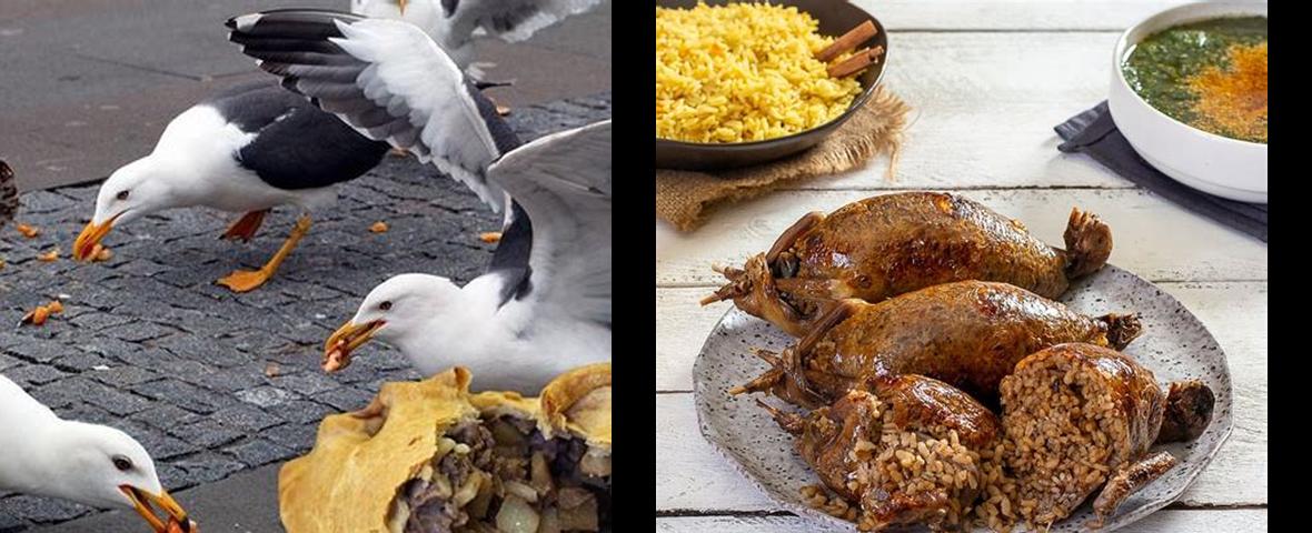 Can You Eat Seagulls? Exploring the Culinary Delights and Preparation ...