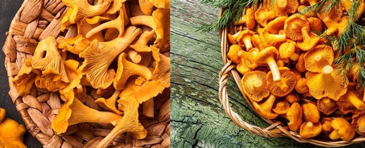 What Are the Best Chanterelle Mushroom Substitutes? Discover Culinary ...