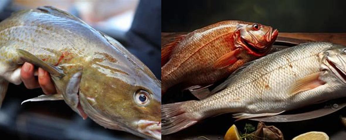 Cod vs Tilapia: Which Fish Reigns Supreme in Taste and Environmental ...