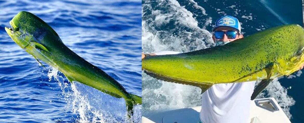 Dorado Fish vs. Mahi Mahi: Which Tropical Delight Reigns Supreme ... Dorado Fish vs. Mahi Mahi: Which Tropical Delight Reigns Supreme ...