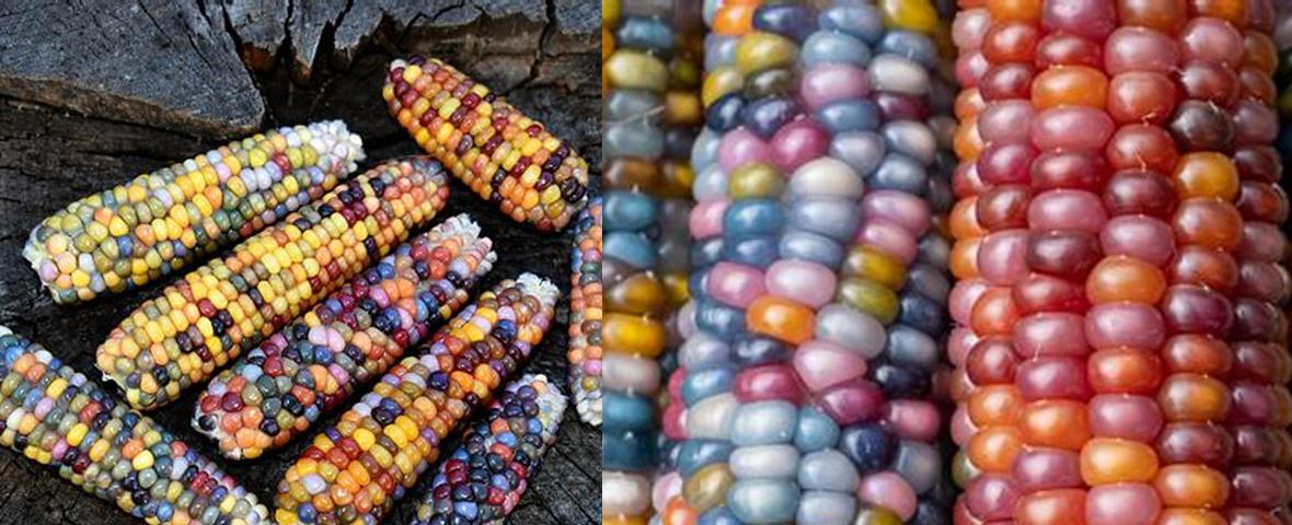 What Does Glass Gem Corn Taste Like? Uncover the Culinary Delights of ...
