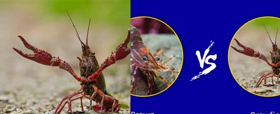Prawn Vs Crawfish: Which One Reigns Supreme? – Fleur de Sel Gourmet ...