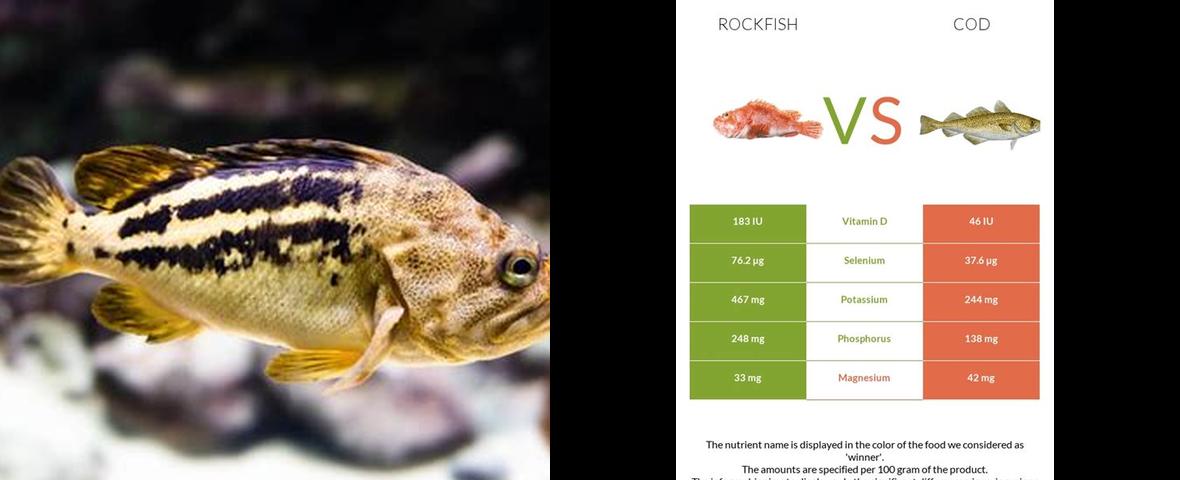 Rockfish vs Cod: Which Fish Reigns Supreme in Taste and Nutrition ...