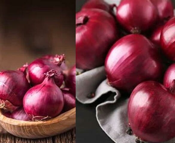 What Does Elephant Taste Like? Exploring the Controversy and Delicacy ...