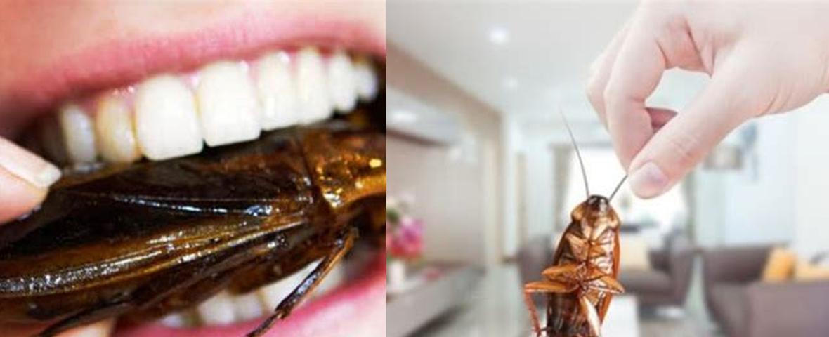 What Do Cockroaches Taste Like? A Culinary Adventure Exploring the ...