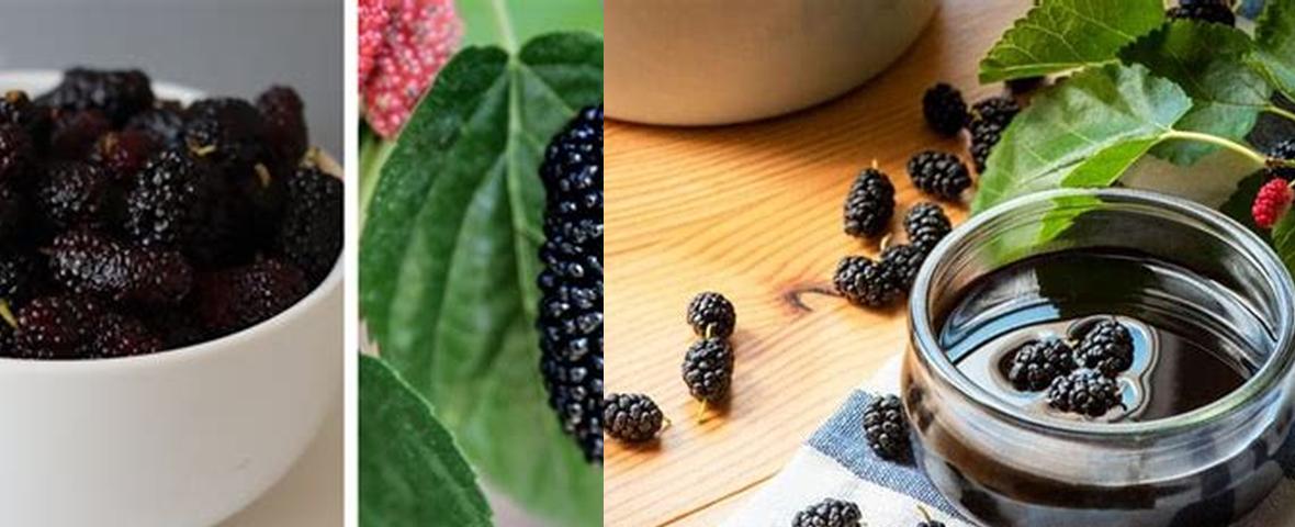 What Do Mulberries Taste Like? Discover the Sweet and Tangy Delight of ...