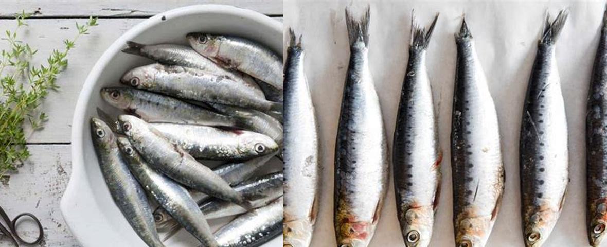 What Does a Sardine Taste Like? Discover the Unique Flavor and Health ...