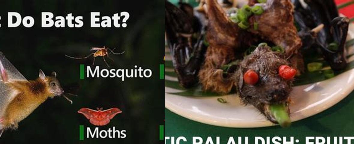 What Does Bat Taste Like? A Culinary Exploration of this Unique ...