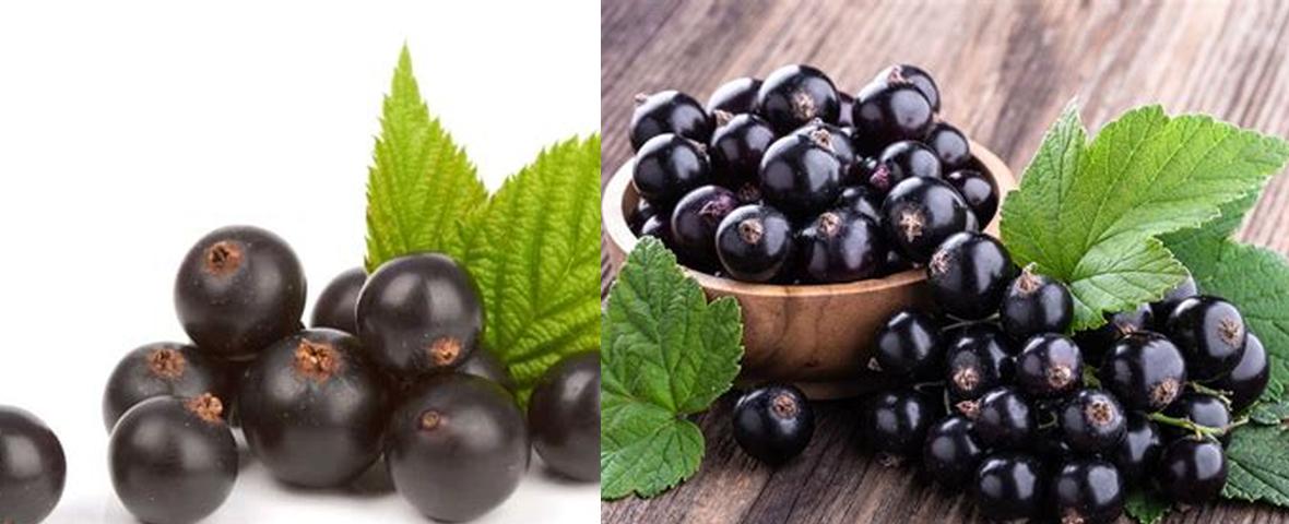What Does Black Currant Taste Like? Discover the Flavors and Delights ...