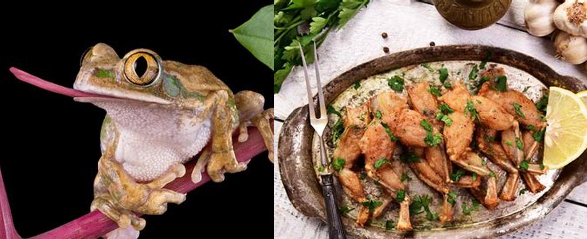 What Does Frog Taste Like? Discover the Unique Delicacy of Frog Meat ...