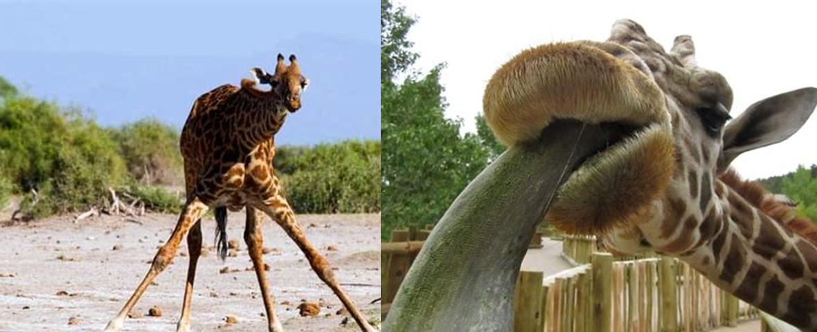 What Does Giraffe Taste Like: A Savory Journey into Exotic Gastronomy ...