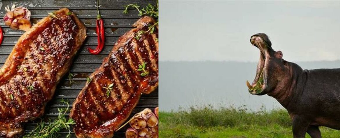 What Does Hippo Meat Taste Like? A Culinary Adventure into the Flavors ...