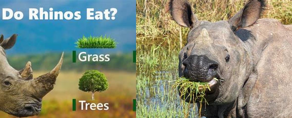 What Does Rhino Taste Like? Unveiling the Culinary Secrets of Rhino ...