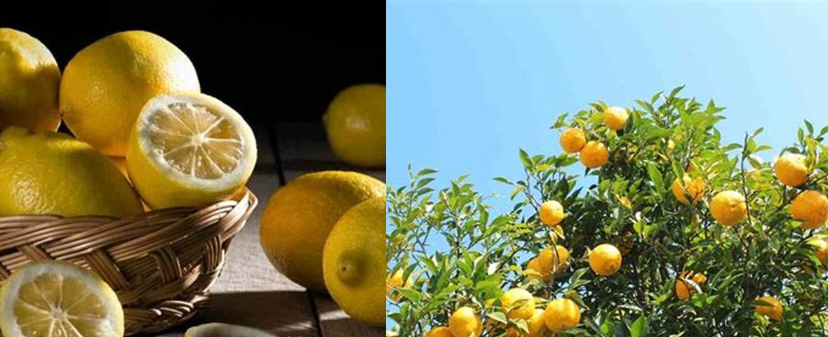 Yuzu vs. Lemon: Which Citrus Reigns Supreme in Flavor and Benefits ...